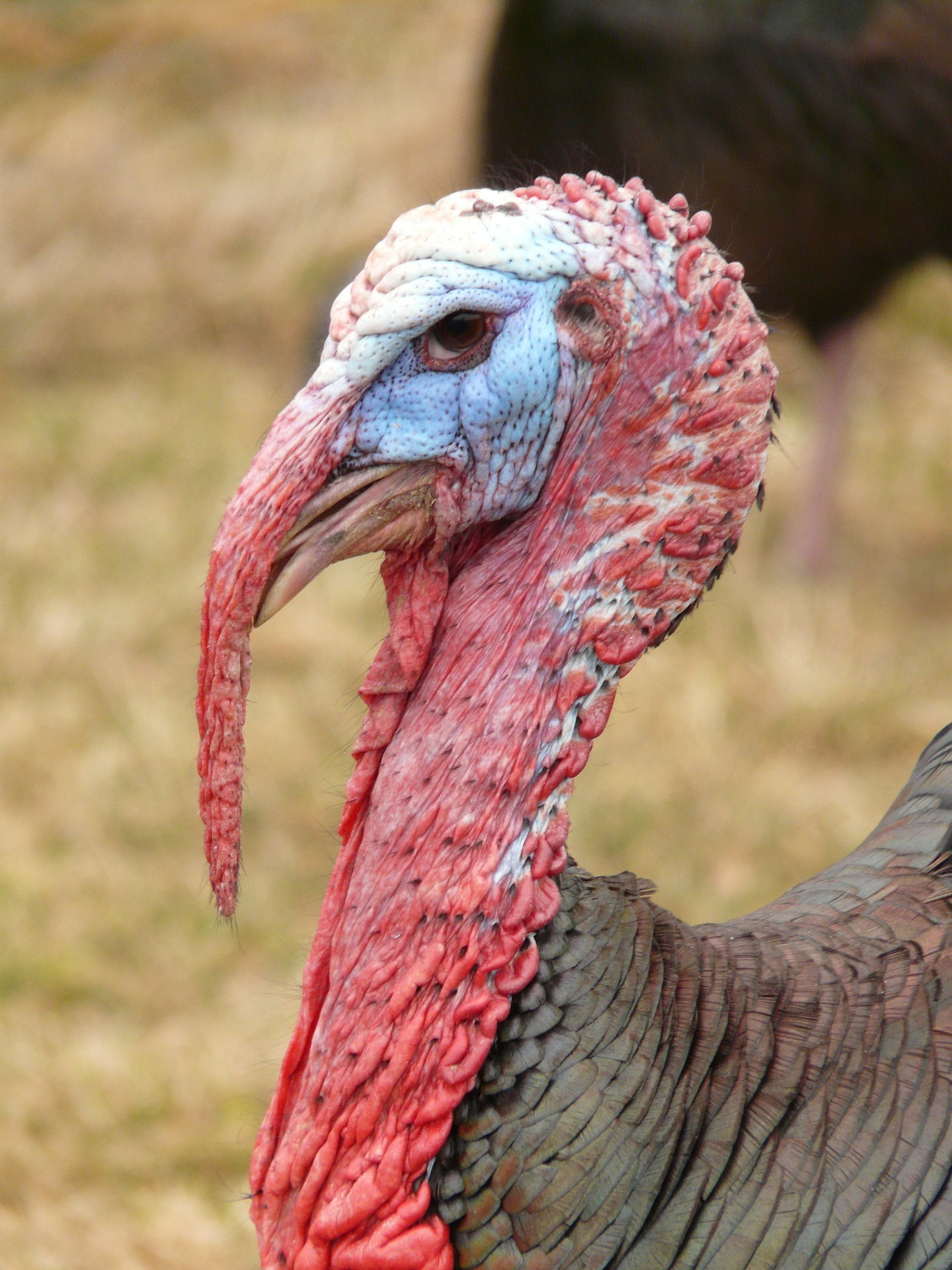Best Broadheads For Turkey Hunting: Editor Picks