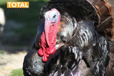 Best Broadheads For Turkey Hunting: Editor Picks