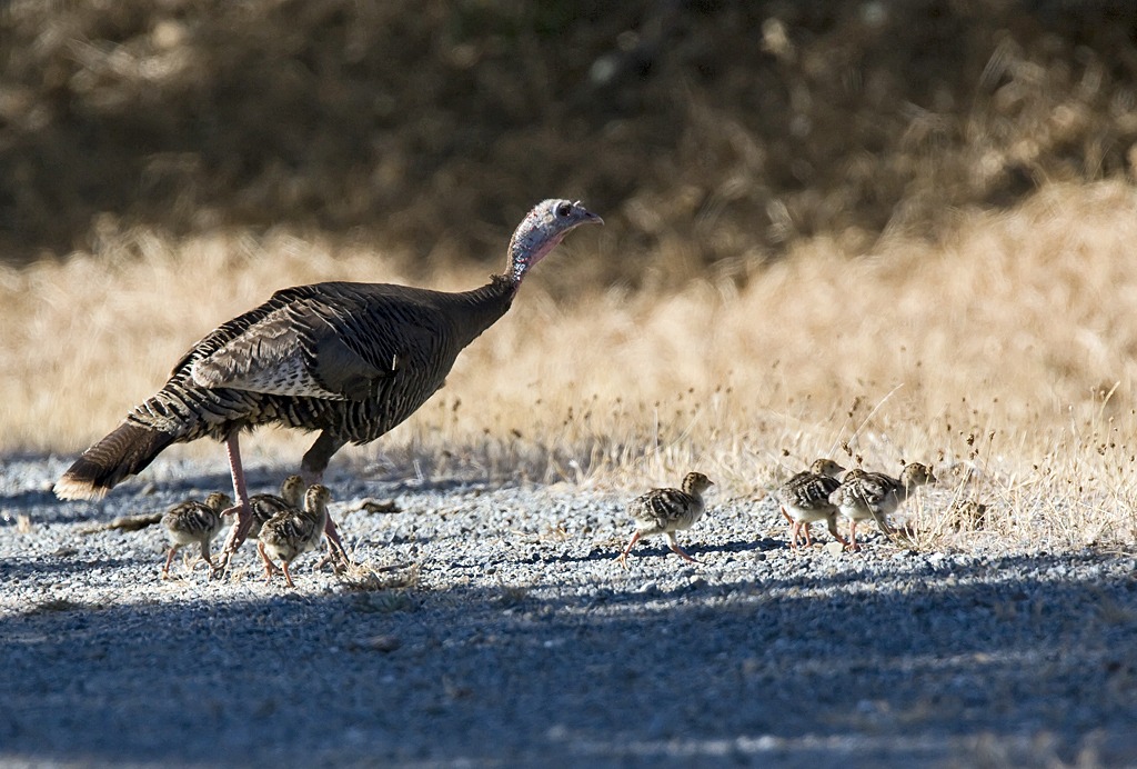 The Eastern Wild Turkey